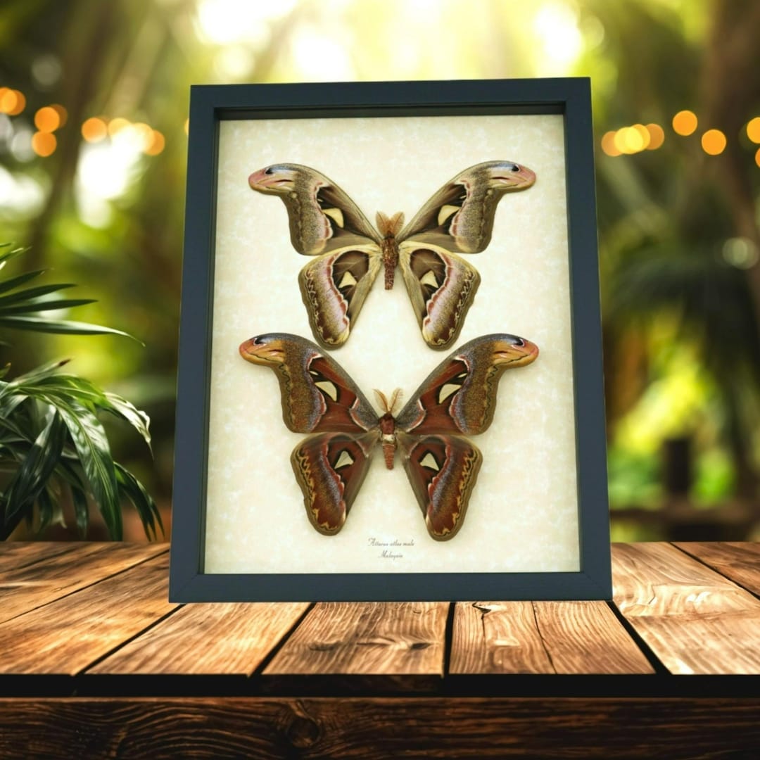 Real Framed Atlas Moth Set Attacus Atlas Male Moths Taxidermy Display ...