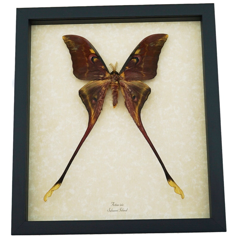 Moon Moth - Etsy