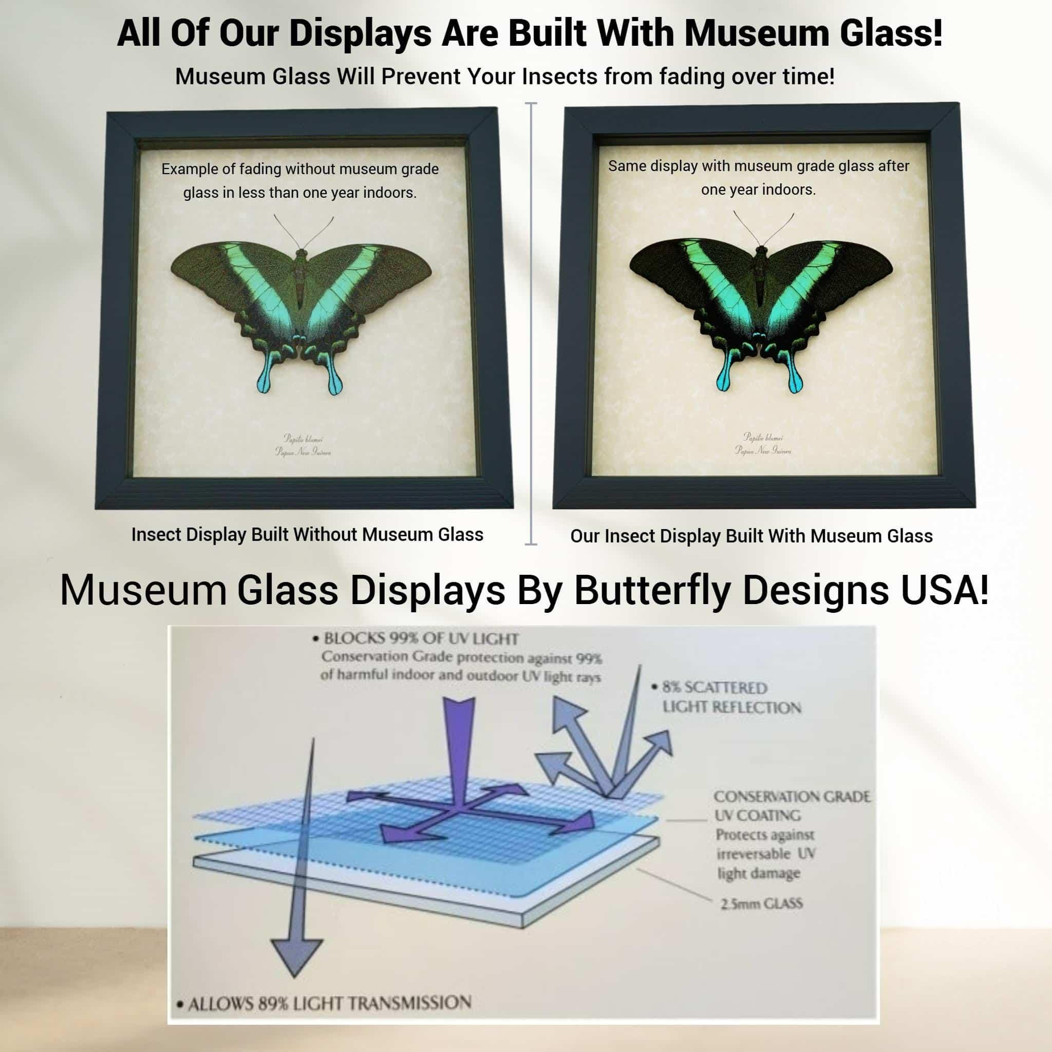 Monarch Butterfly Collection Real Framed Butterflies Danaus Plexippus ...