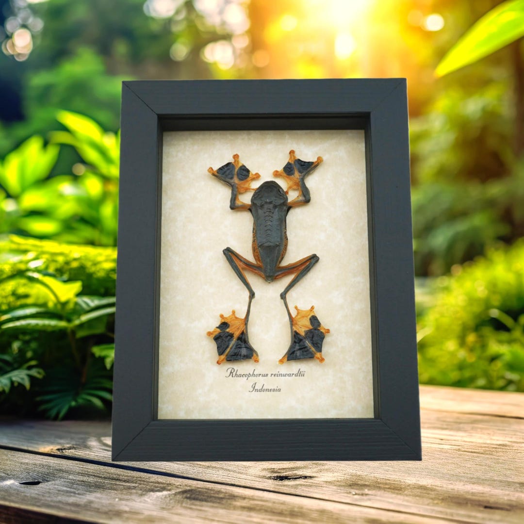Flying Parachute Tree Frog Rhacophorus Reinwardtii Male Large Framed ...