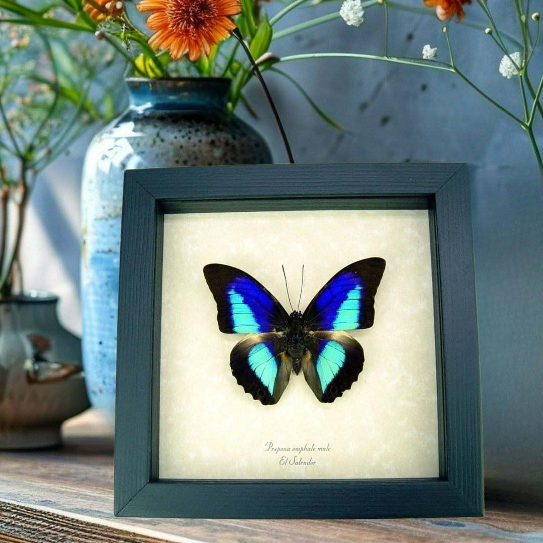 Prepona Omphale Electric Blue Butterfly Real Framed Taxidermy Display ...