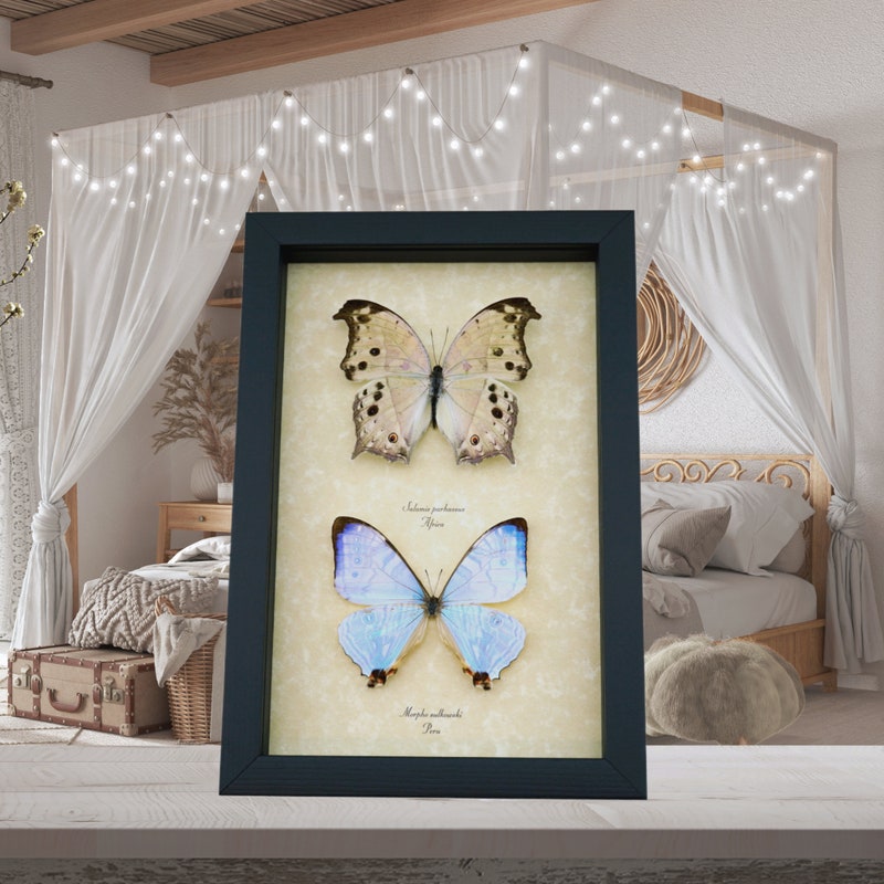 Butterfly Display - Etsy