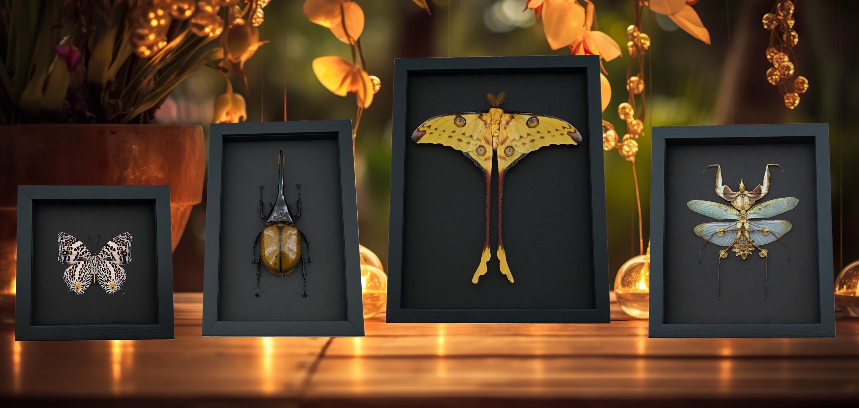 Pink Forester African Butterfly Euphaedra Xypete Real Framed Taxidermy ...