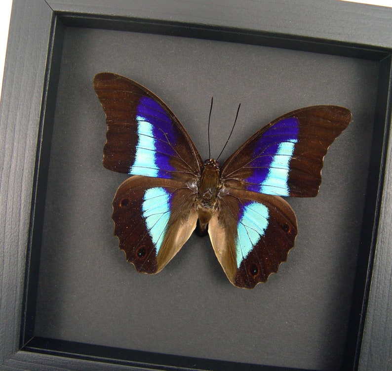 Rare Electric Blue Purple Butterfly Prepona Deiphile Neoterpe - Etsy