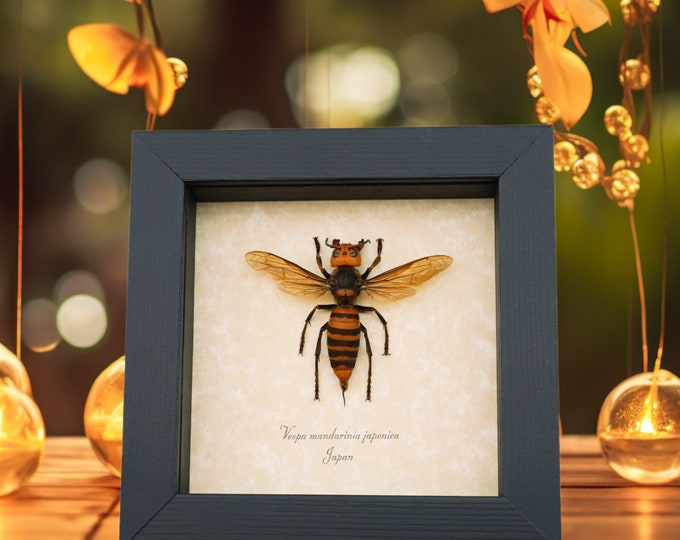Real XXL Tarantula Hawk Wasp Framed Taxidermy Pepsis Thisbe Female 3.15 ...