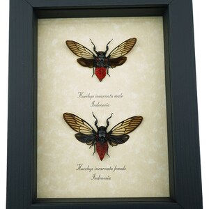 Red Devil Cicada Collection Huechys Incarnata Pair Framed Insect ...