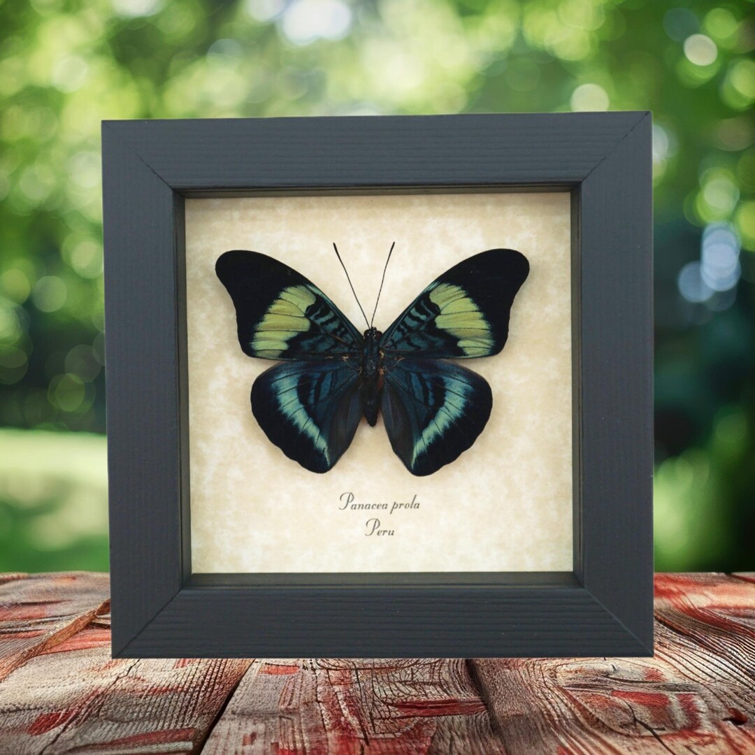 Panacea Prola Red Flasher Butterfly Framed Taxidermy Display - Etsy