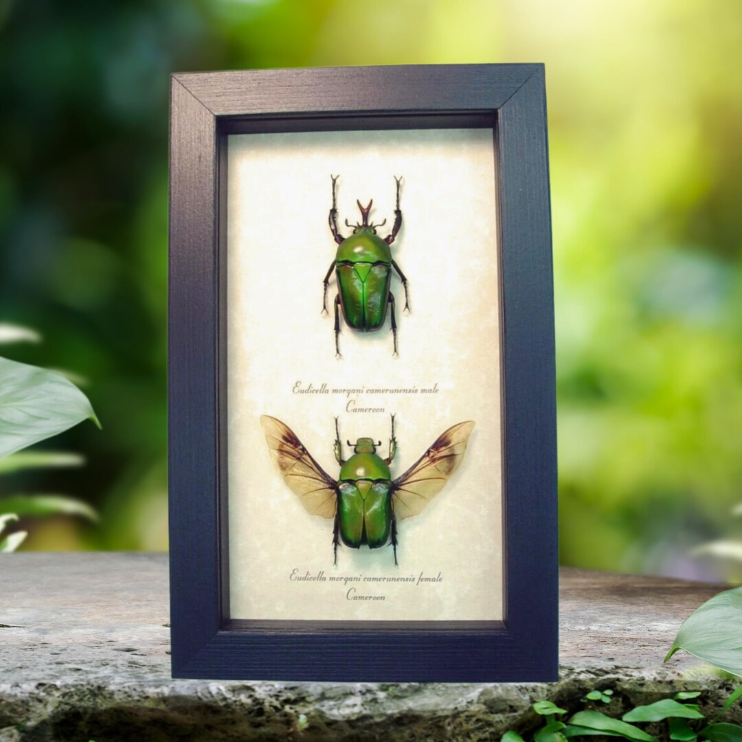 Real Framed Beetle Collection Green Gold Flying African Beetles ...