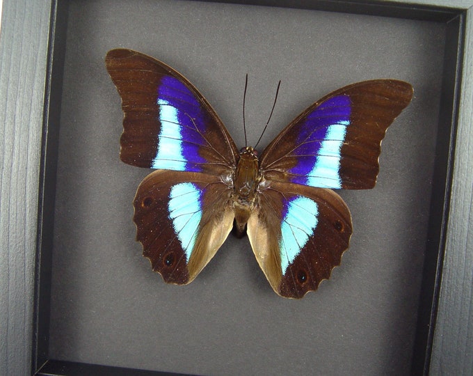 Rare Electric Blue Purple Butterfly Prepona Deiphile Neoterpe Framed ...