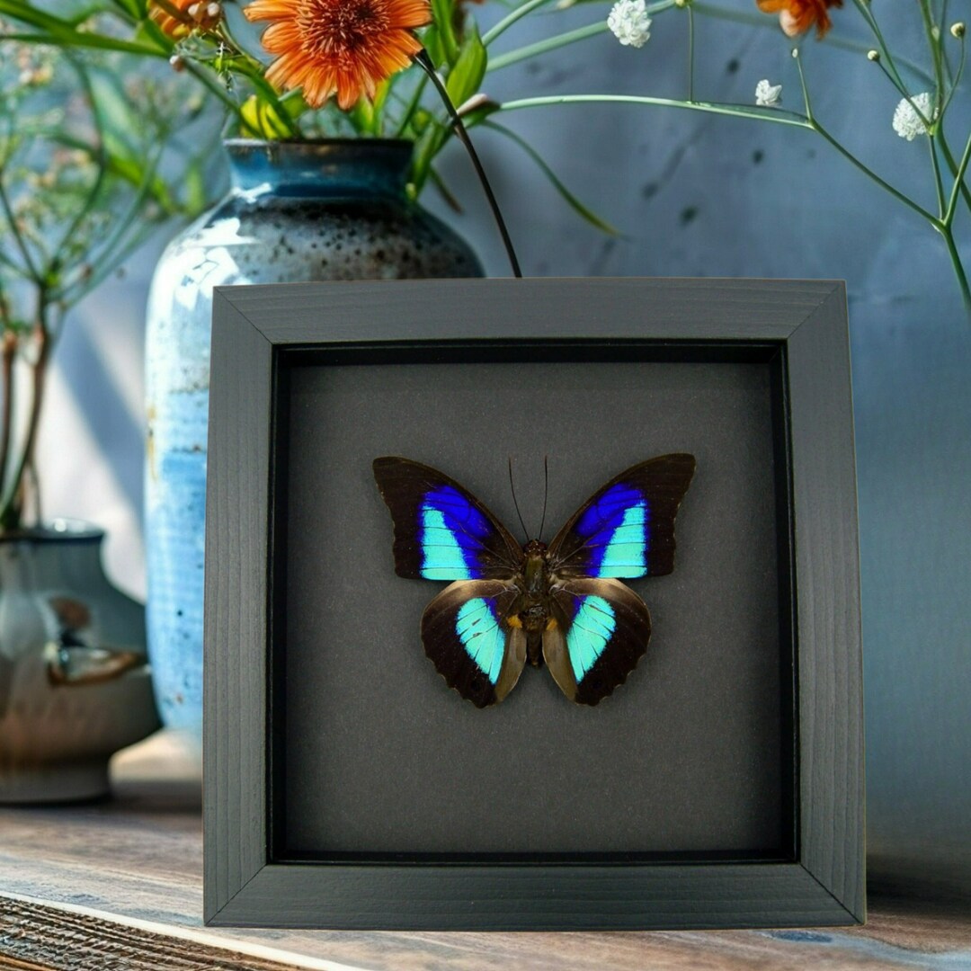 Rare Electric Blue Butterfly Prepona Omphale Framed Taxidermy Moonlight ...