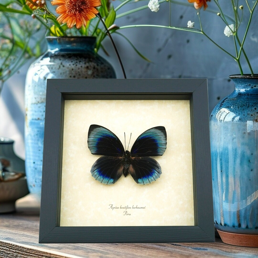Real Blue Butterfly Agrias Beatifica Lachaumei Female Framed Taxidermy ...