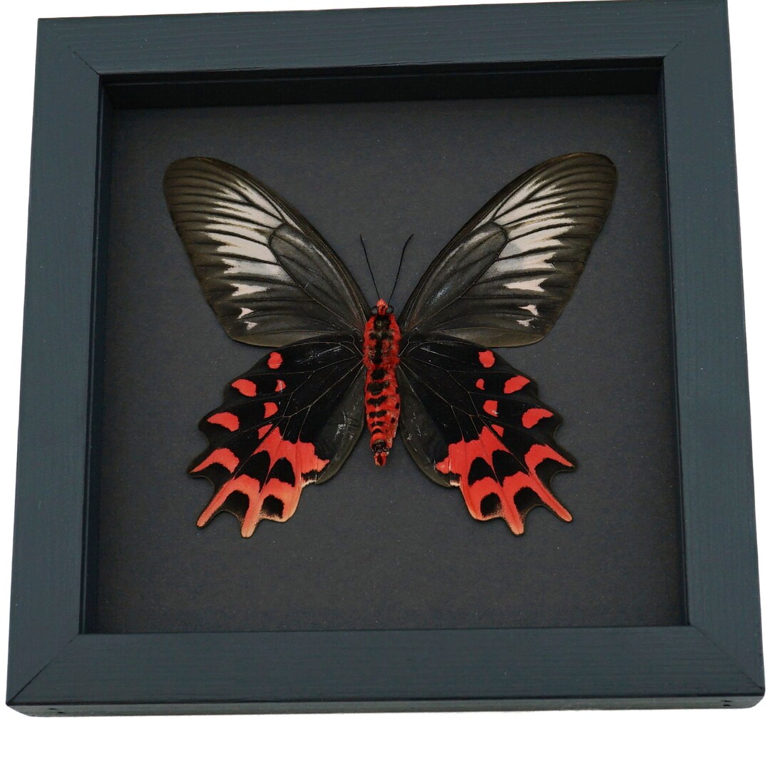 Vampire Butterfly Framed Taxidermy Moonlight Display Real Atrophaneura ...