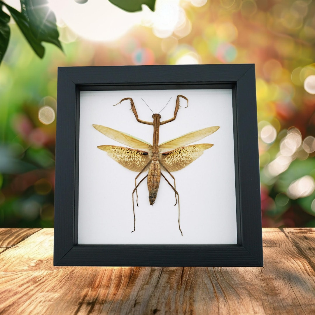 Tenodera Sinensis Mottled Praying Mantis Framed Insect Taxidermy ...