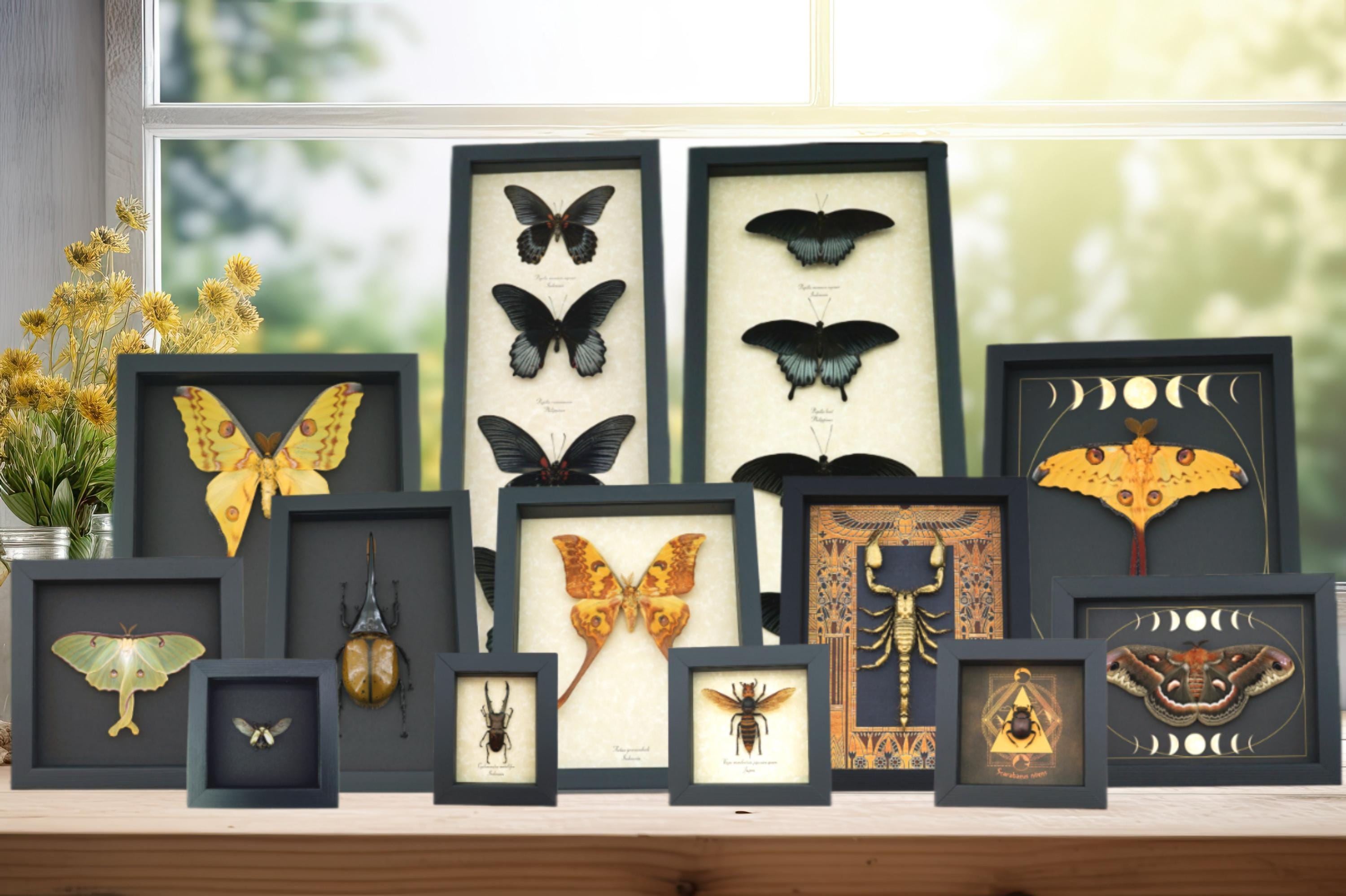 Real Framed Ghost Cicadas Blue White Cicada Collection Classic Black ...
