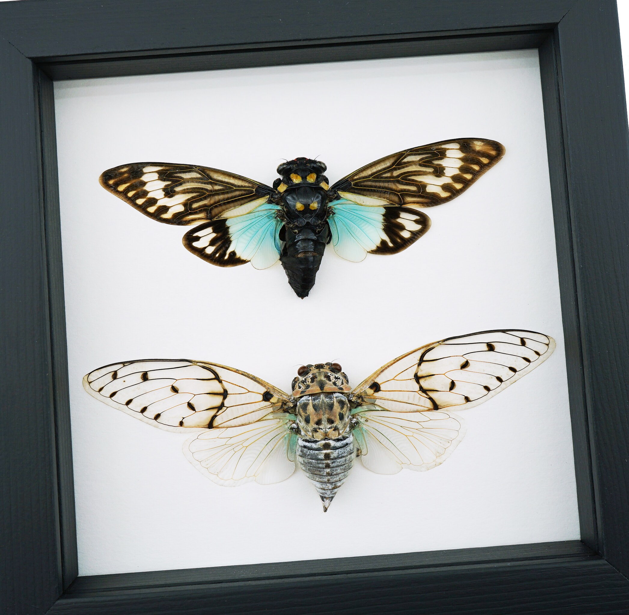 Real Framed Ghost Cicadas Blue White Cicada Collection Classic - Etsy