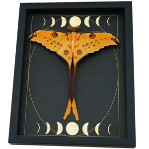 Real Comet Moth Phases of the Moon Argema Mittrei Resting Framed ...
