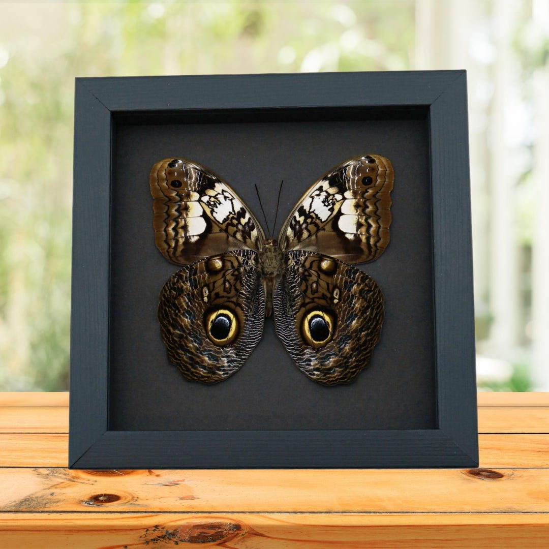 Real Framed Butterfly Owl Mimic Caligo Martia Verso Taxidermy Moonlight ...