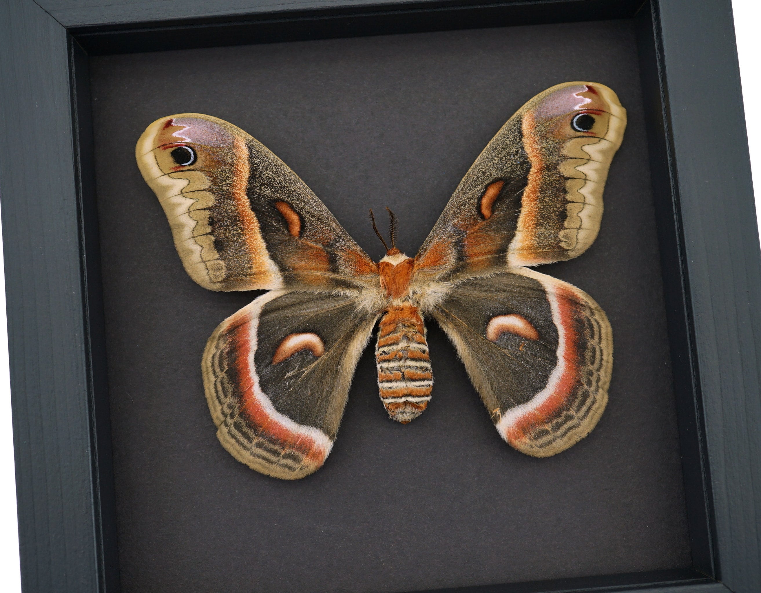 Cecropia Moth Female