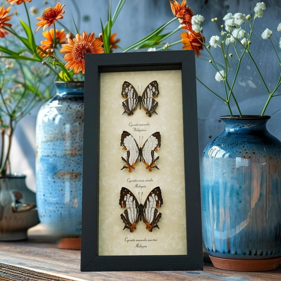 Real Framed Butterflies Map Butterfly Collection Taxidermy Display - Etsy