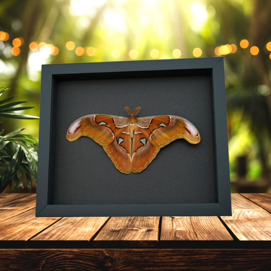 Real Framed Moth Attacus Lorquinii Male Resting Taxidermy Moonlight Display - Etsy