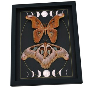Real Moth Pair Moon Phases Attacus Lorquinii Male Female Gothic Framed ...
