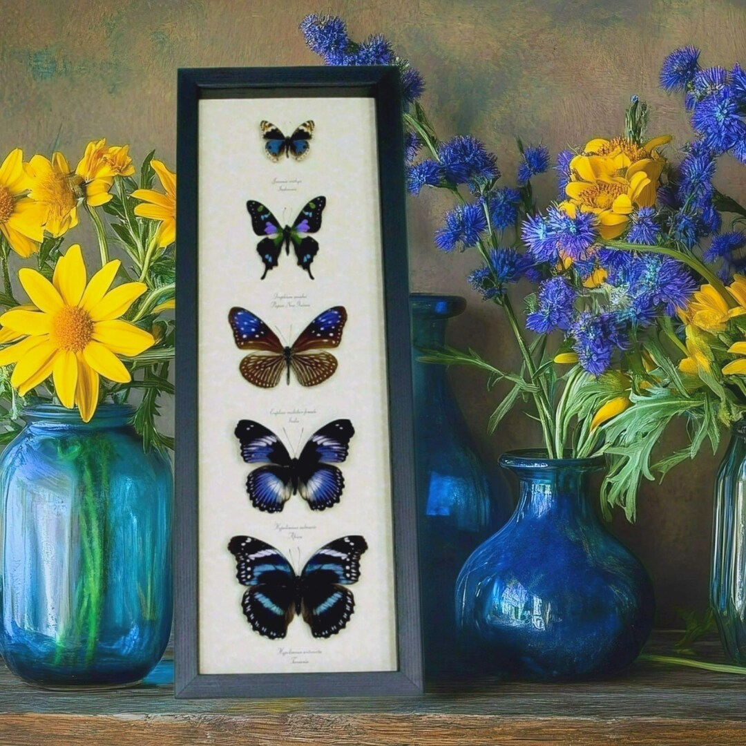 Purple Butterfly Collection Real Framed Butterflies Taxidermy Display ...