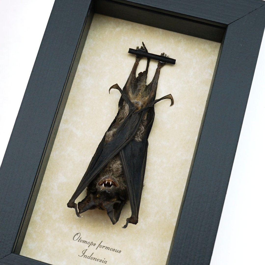 Halloween Bat Otomops Formosus Javan Mastiff Indonesia Bat - Etsy
