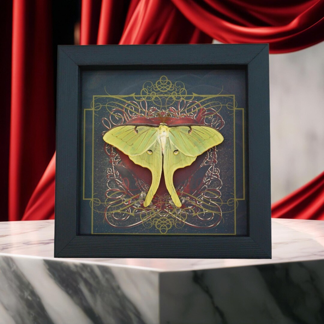 Real Framed Luna Moth Gothic Red Heart Actias Luna Resting Taxidermy ...