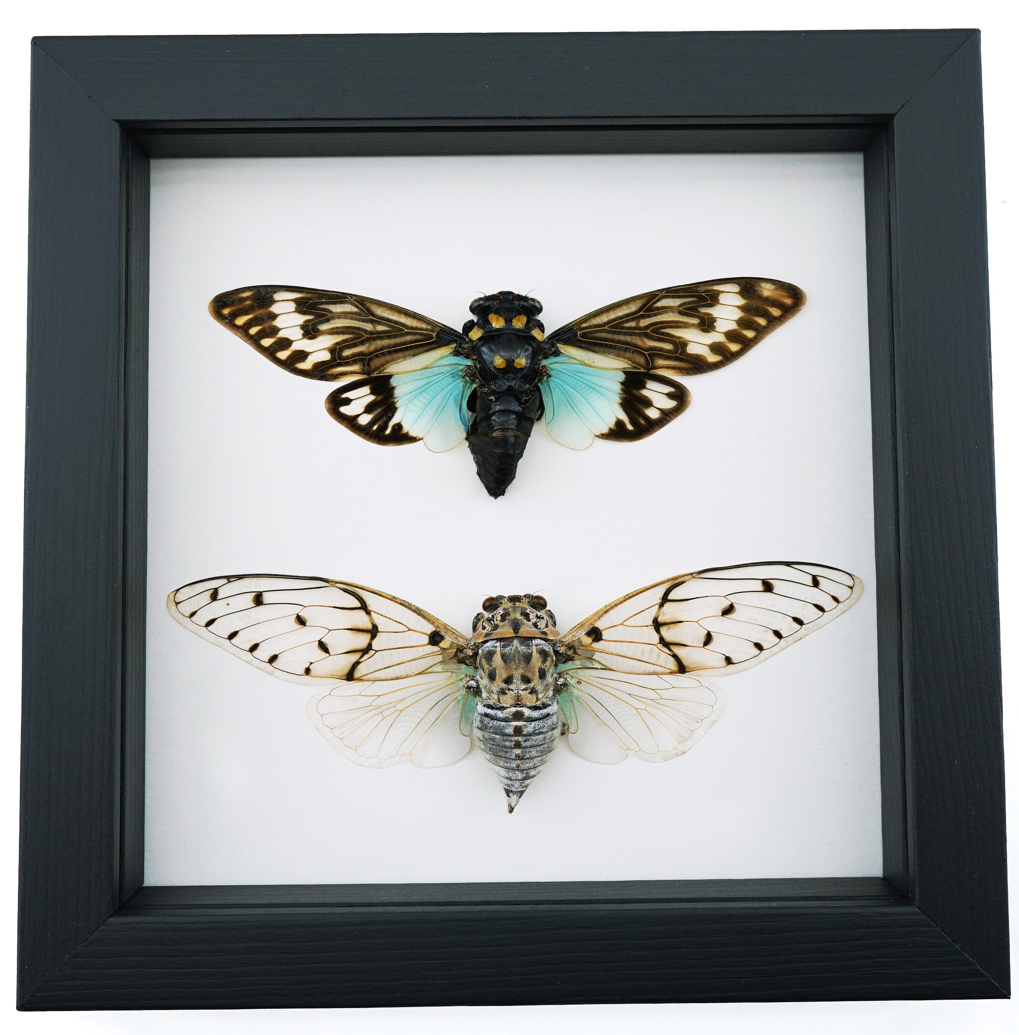 Real Framed Ghost Cicadas Blue White Cicada Collection Classic - Etsy
