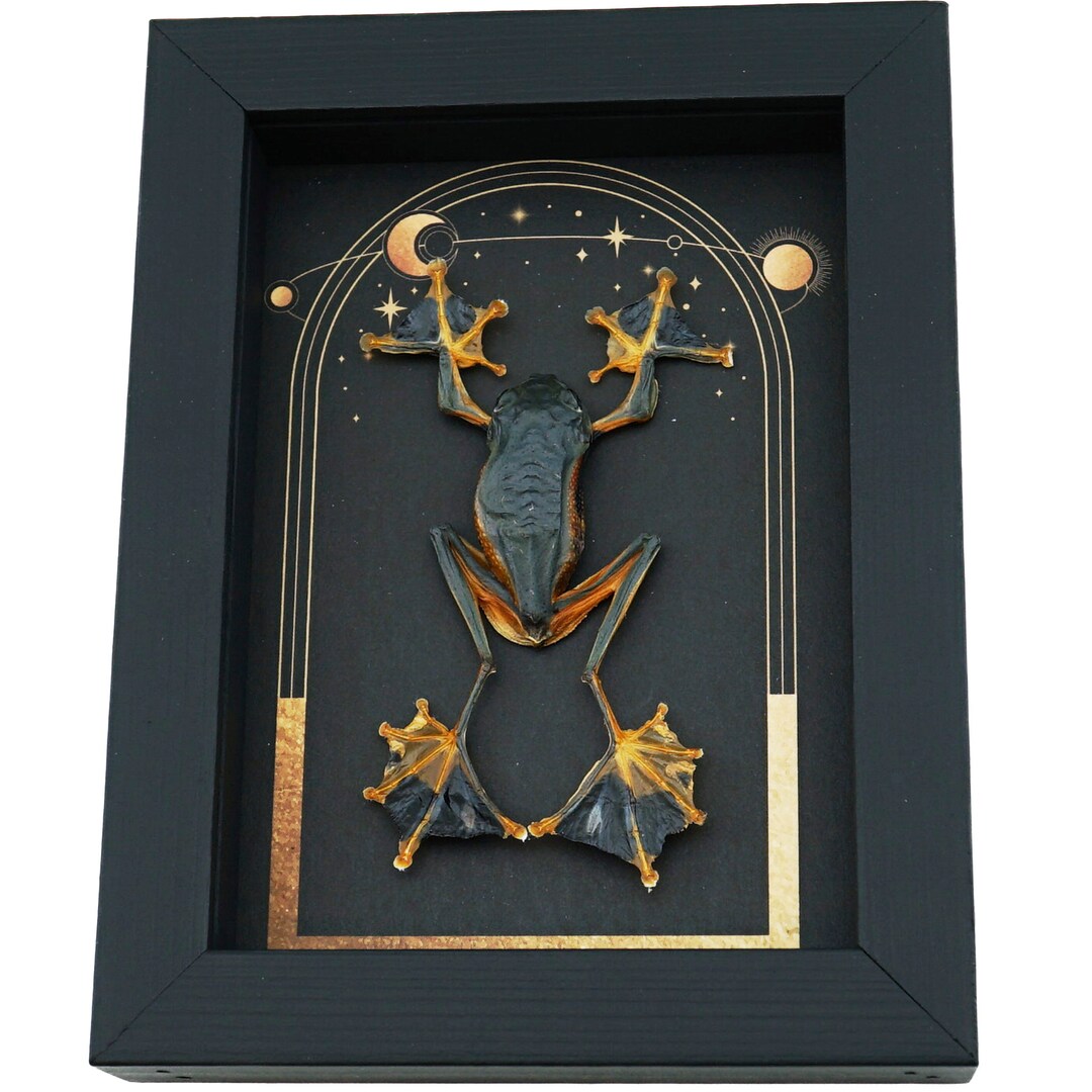 Real Flying Parachute Tree Frog Celestial Moon Stars Sun Rhacophorus ...