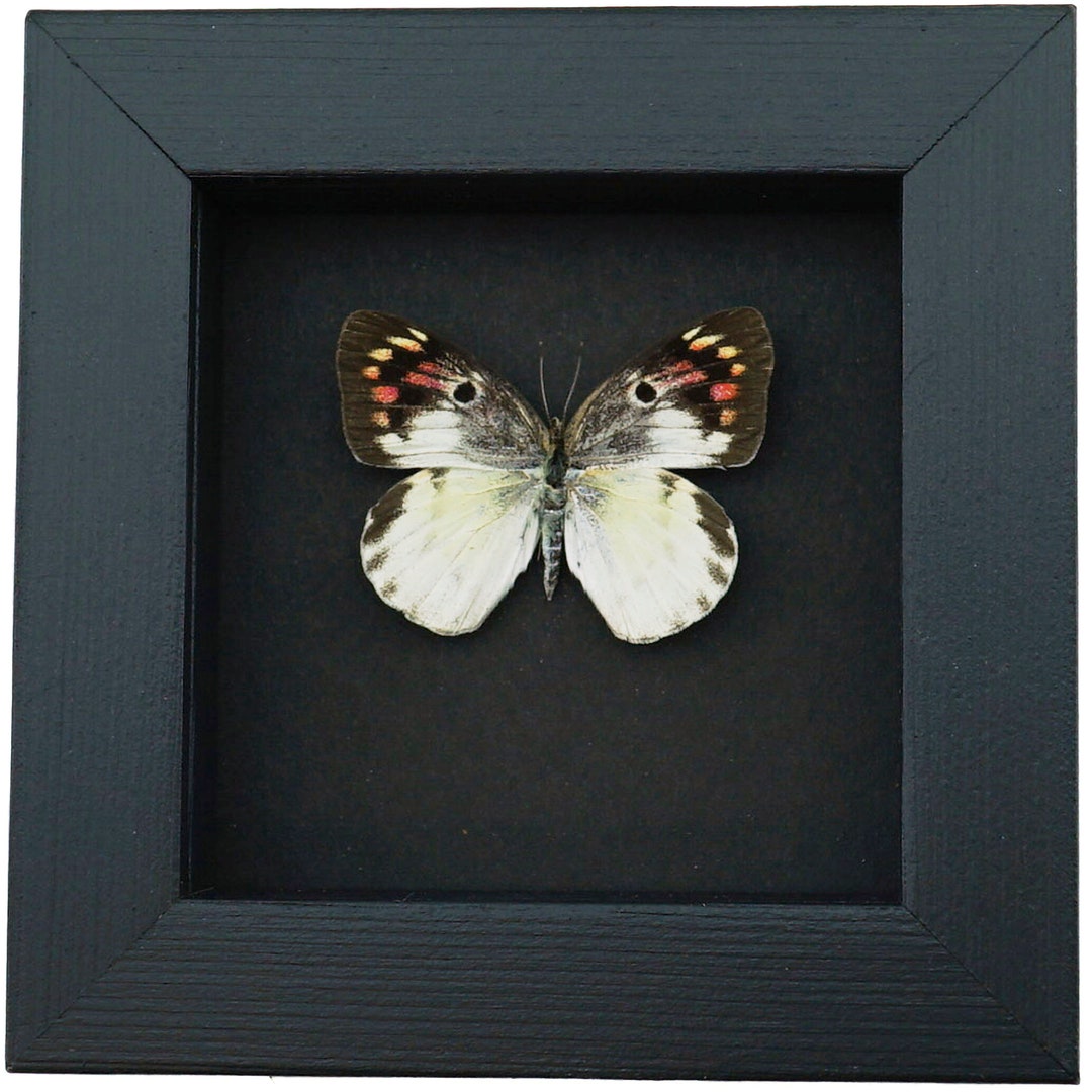 Pink Madagascar Butterfly Colotis Zoe Female Framed Taxidermy Moonlight ...