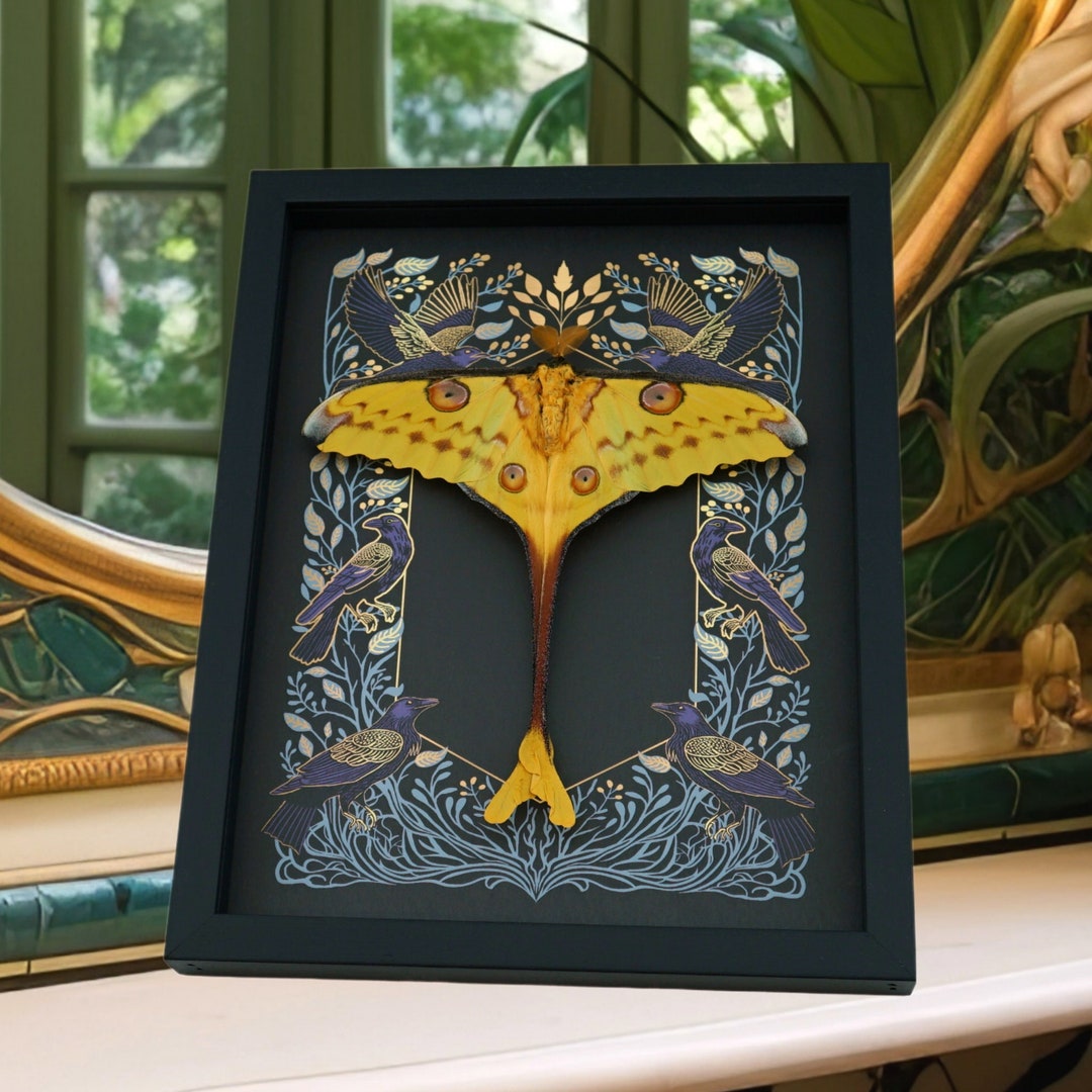 The Raven Real Comet Moth Argema Mittrei Resting Gothic Ravens Framed ...