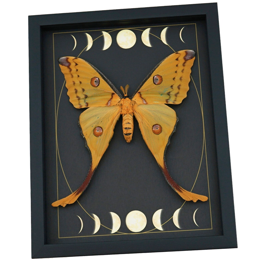 Real Comet Moth Moon Phase Argema Mittrei XXL Female Framed - Etsy