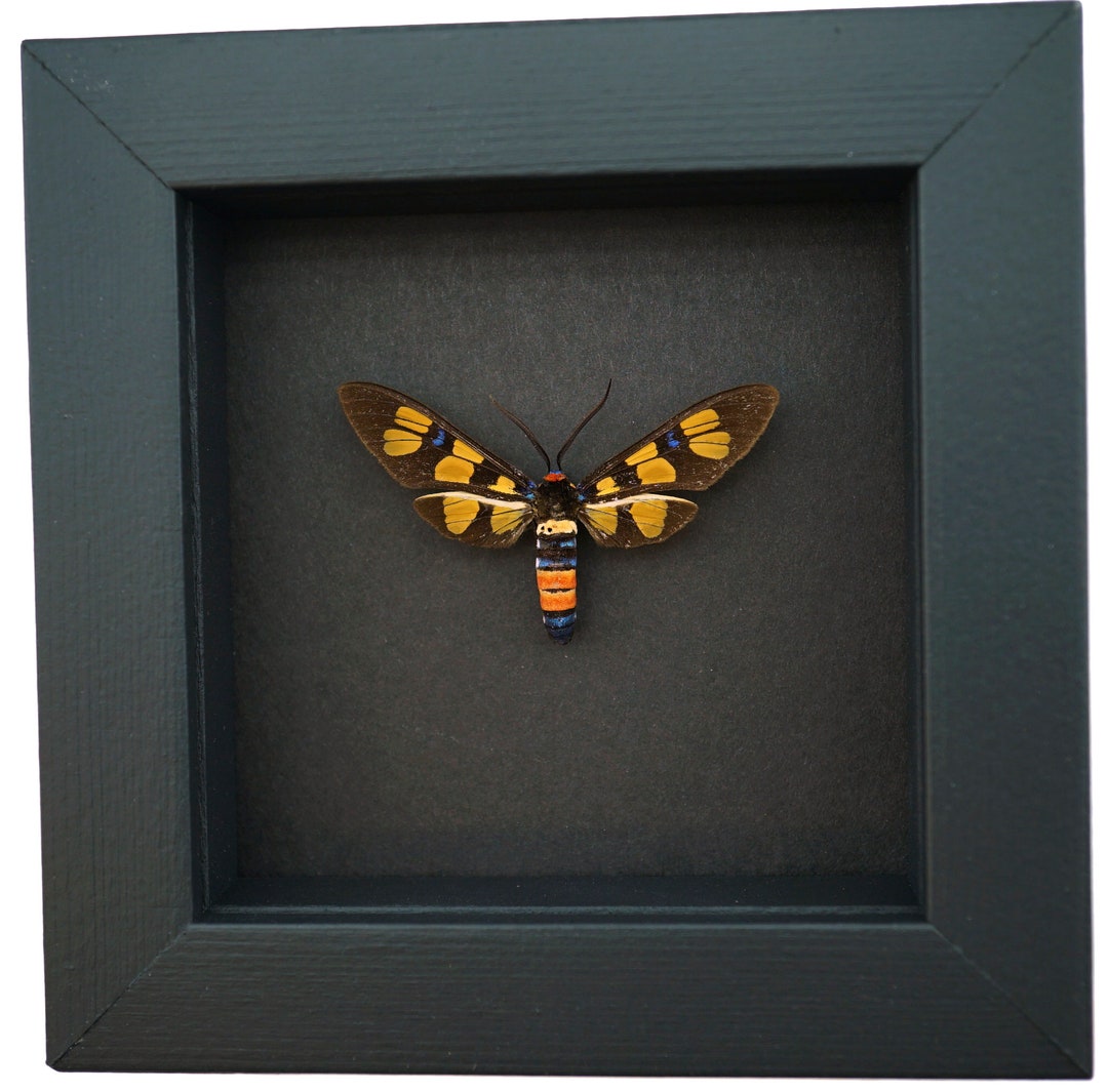 Wasp Mimic Moth Euchromia Polymena Female Handmaiden Moth Real Framed ...