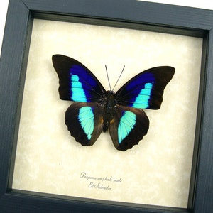 Prepona Omphale Electric Blue Butterfly Real Framed Taxidermy Display ...
