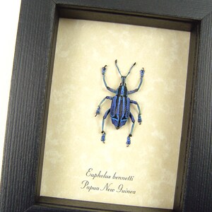 Rare Beetle Eupholus Bennetti Purple Forest Jewel Weevil Real Framed ...