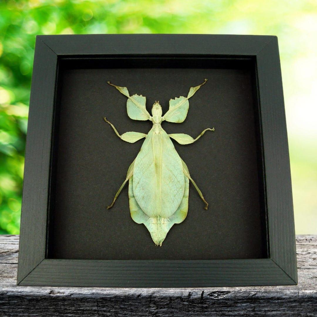 Phyllium Celebicum Green Leaf Mimic Insect Framed Taxidermy Moonlight ...
