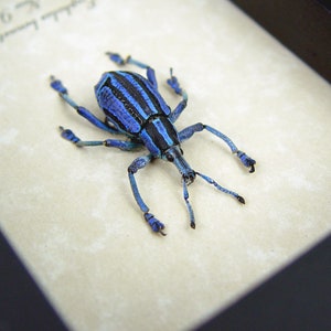 Rare Beetle Eupholus Bennetti Purple Forest Jewel Weevil Real Framed ...