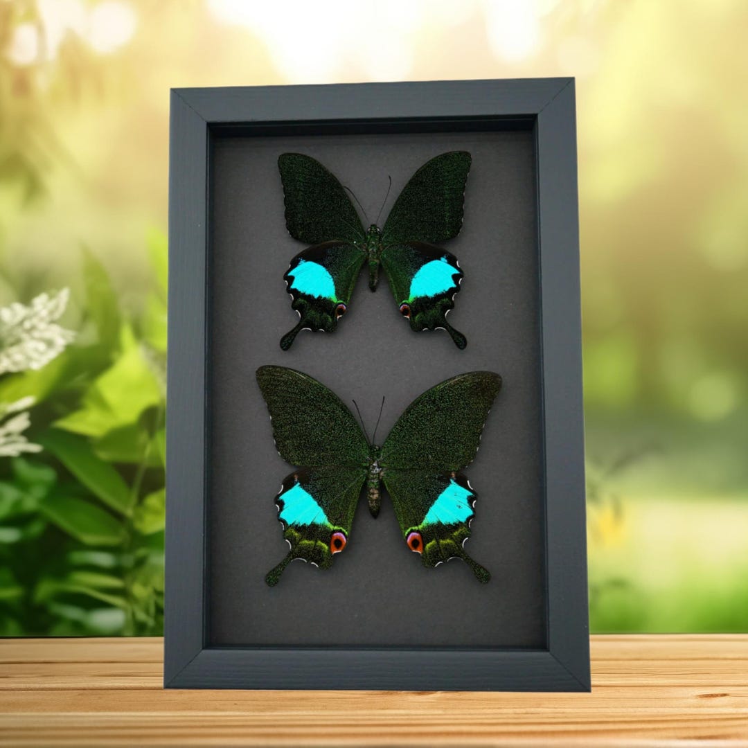 Real Framed Peacock Swallowtail Butterflies Green Butterfly Collection ...