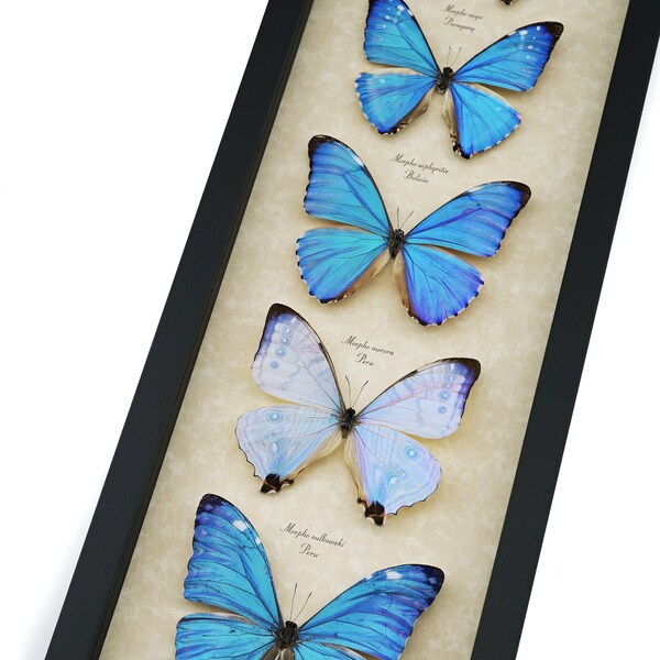 Blue Morpho - Etsy
