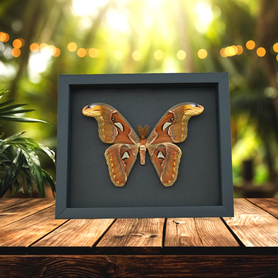 Real Framed Atlas Moth Attacus Atlas Male Snake Head Taxidermy ...