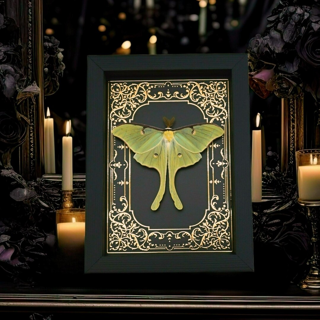 Real Luna Moth Gold Foil Gothic Victorian Actias Luna Resting Framed ...