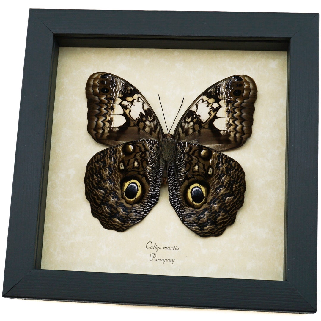 Rare Owl Mimic Butterfly Caligo Martia Verso Feather Markings - Etsy