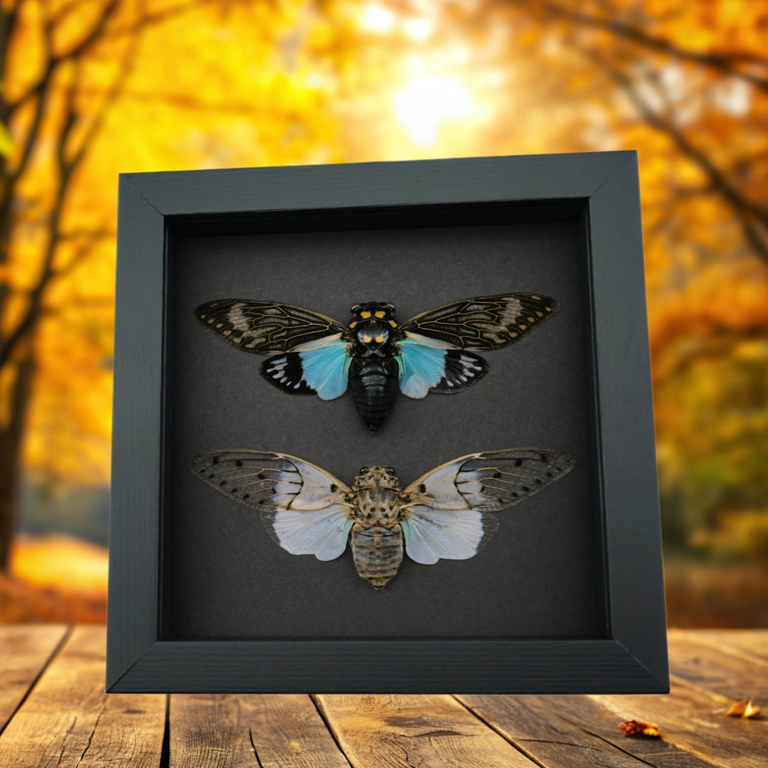 Real Framed Ghost Cicada Collection Insect Taxidermy Moonlight Display ...