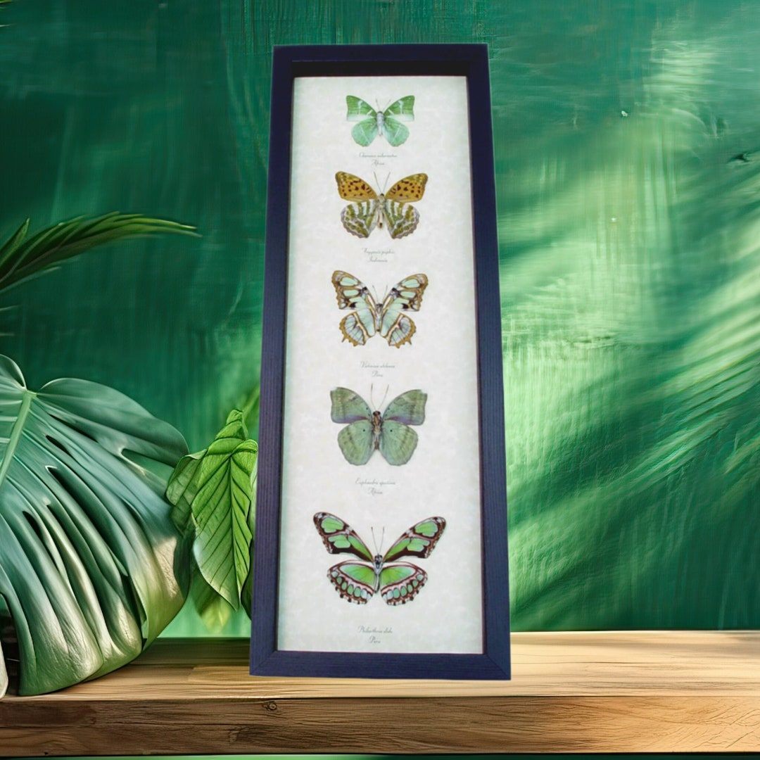 Green Leaf Mimic Butterfly Collection Framed Butterflies Museum ...