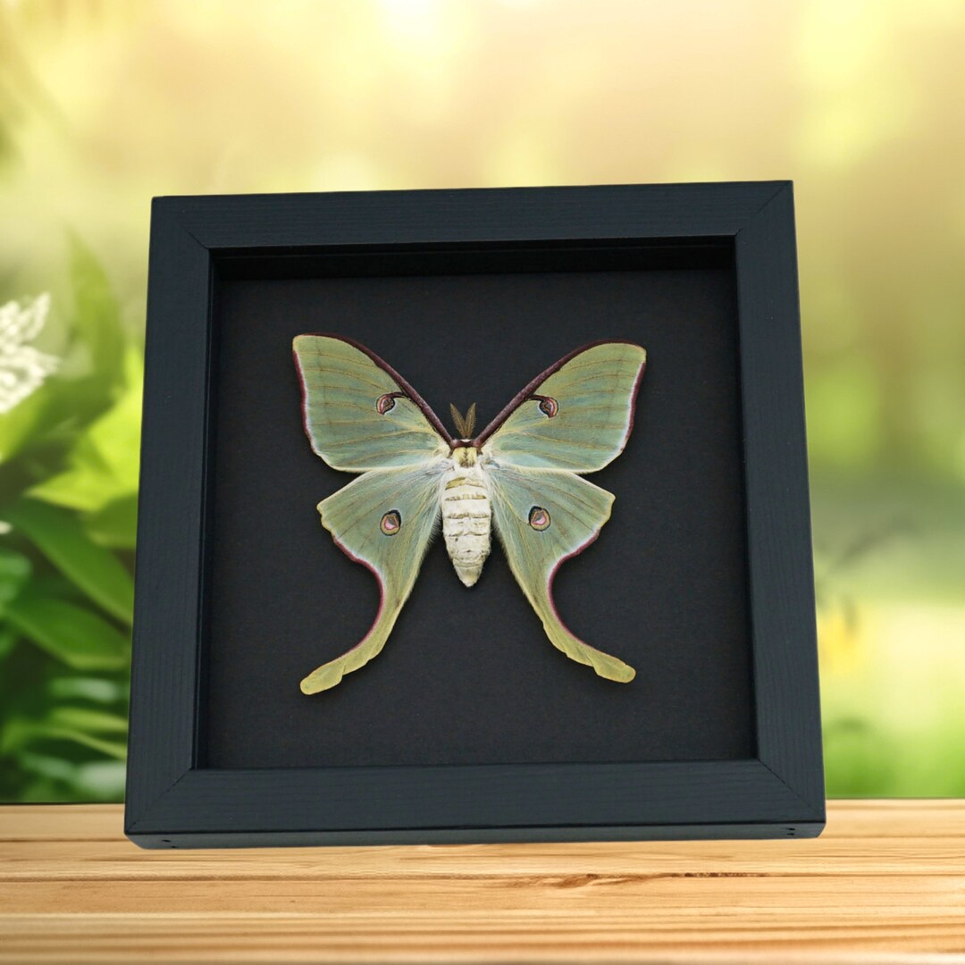 Real Luna Moth Framed Actias Luna Rubromarginata Female Taxidermy ...