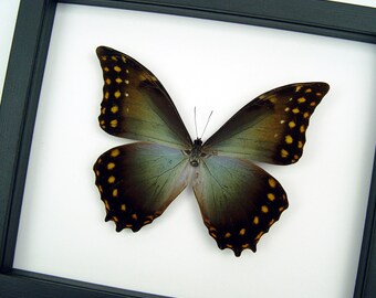 Rare Butterfly - Etsy