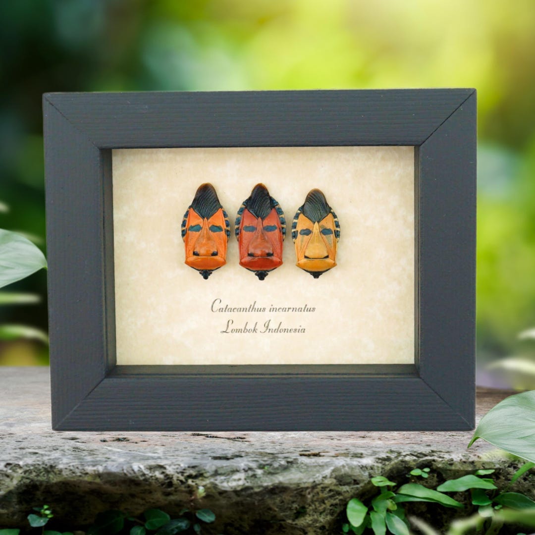 Real Man Face Beetle Collection Catacanthus Incarnatus Framed Beetles ...