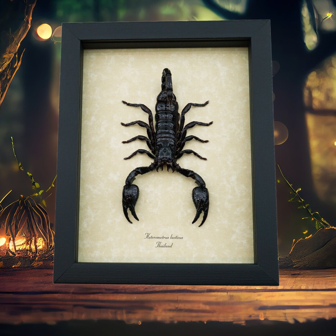 Real Striking Scorpion Uv Blocking Museum Glass Framed Taxidermy ...