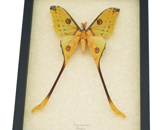 Framed Comet Moth 8.4 Inch Long Argema Mittrei Xlarge Madagascar Moon ...